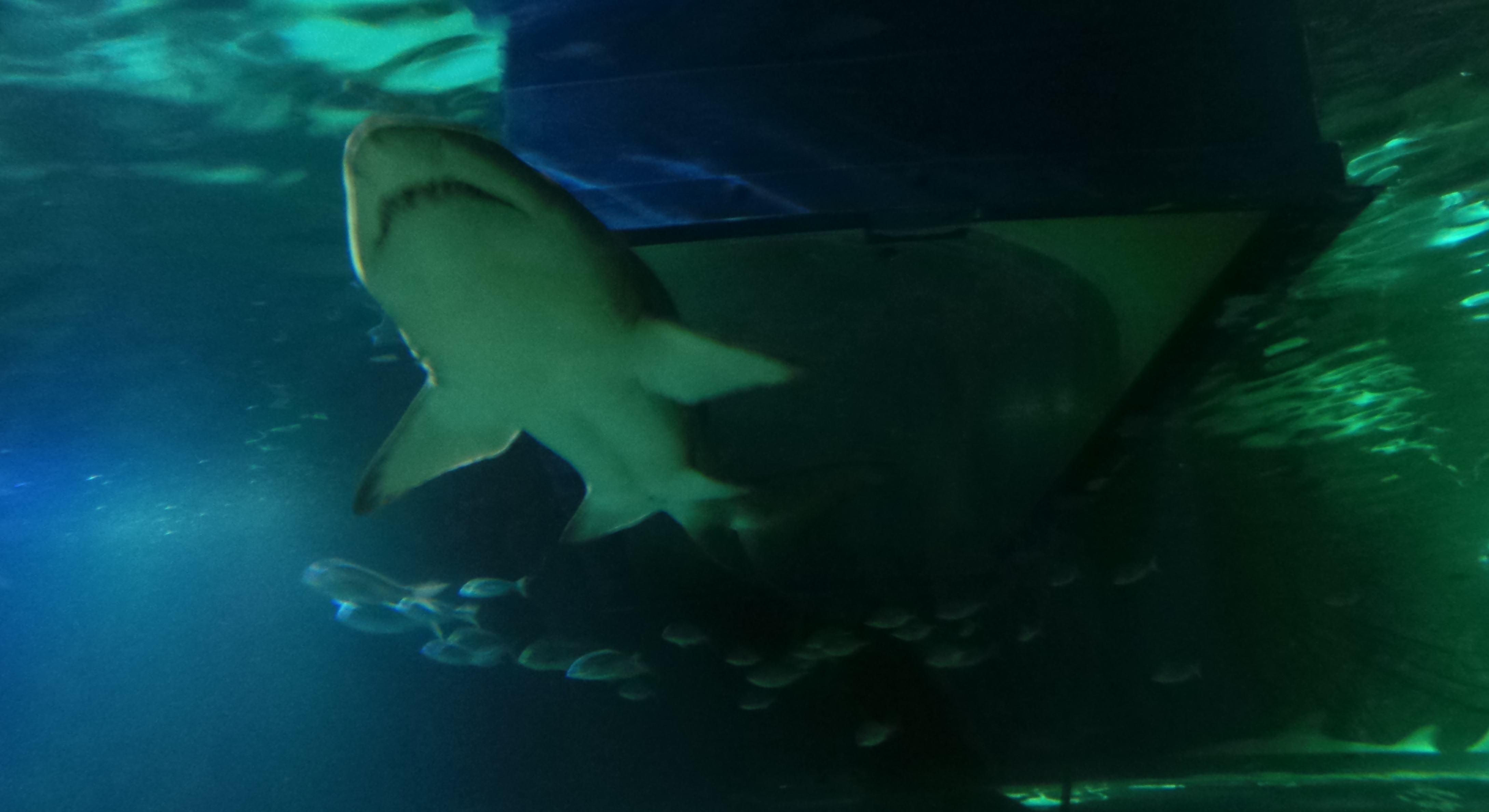 New Book: The Shark Caller – Dianne Wolfer