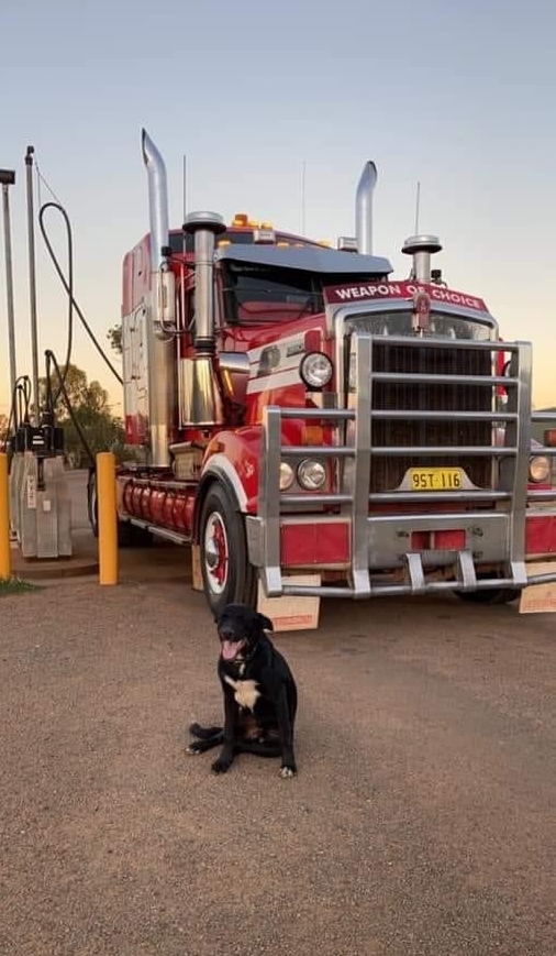 Scout and the Rescue Dogs | diannewolfer