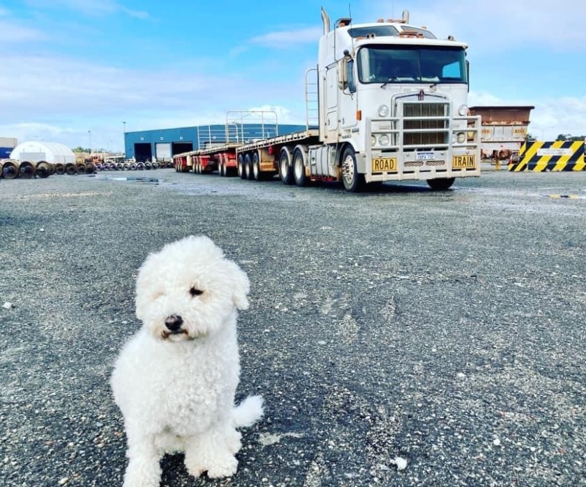 Scout and the Rescue Dogs – Dianne Wolfer