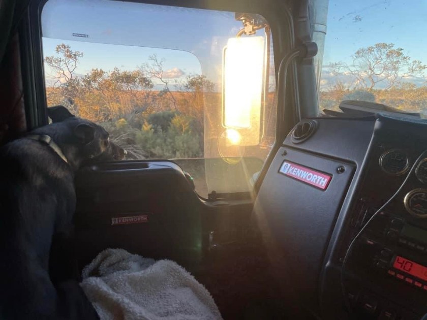 Scout and the Rescue Dogs – Dianne Wolfer