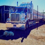 Scout and the Rescue Dogs – Dianne Wolfer