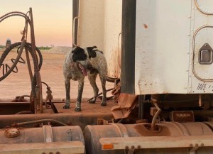 Scout and the Rescue Dogs | diannewolfer